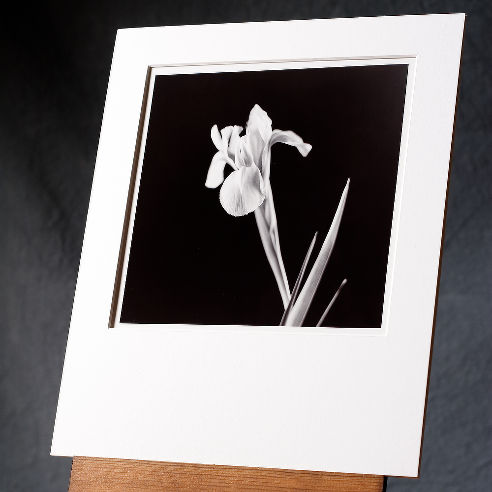Single iris flower, black and white silver gelatin print