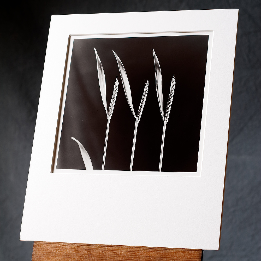 Wheat #6 | Hand Printed Photos